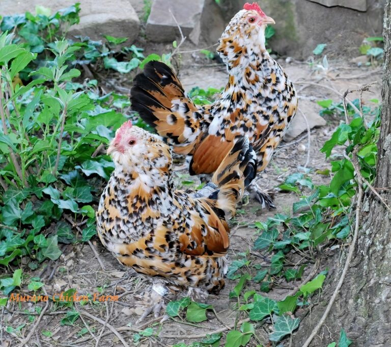 Belgian Bearded d'Uccle Chicken - Backyard Poultry